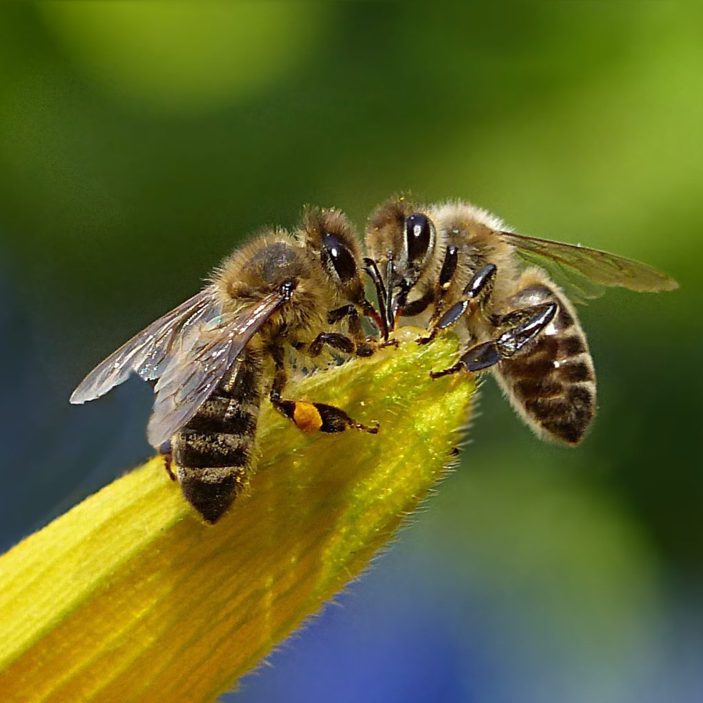 Beeline Woodenware - Beeline Woodenware | Beekeeping Supplier and Apiary