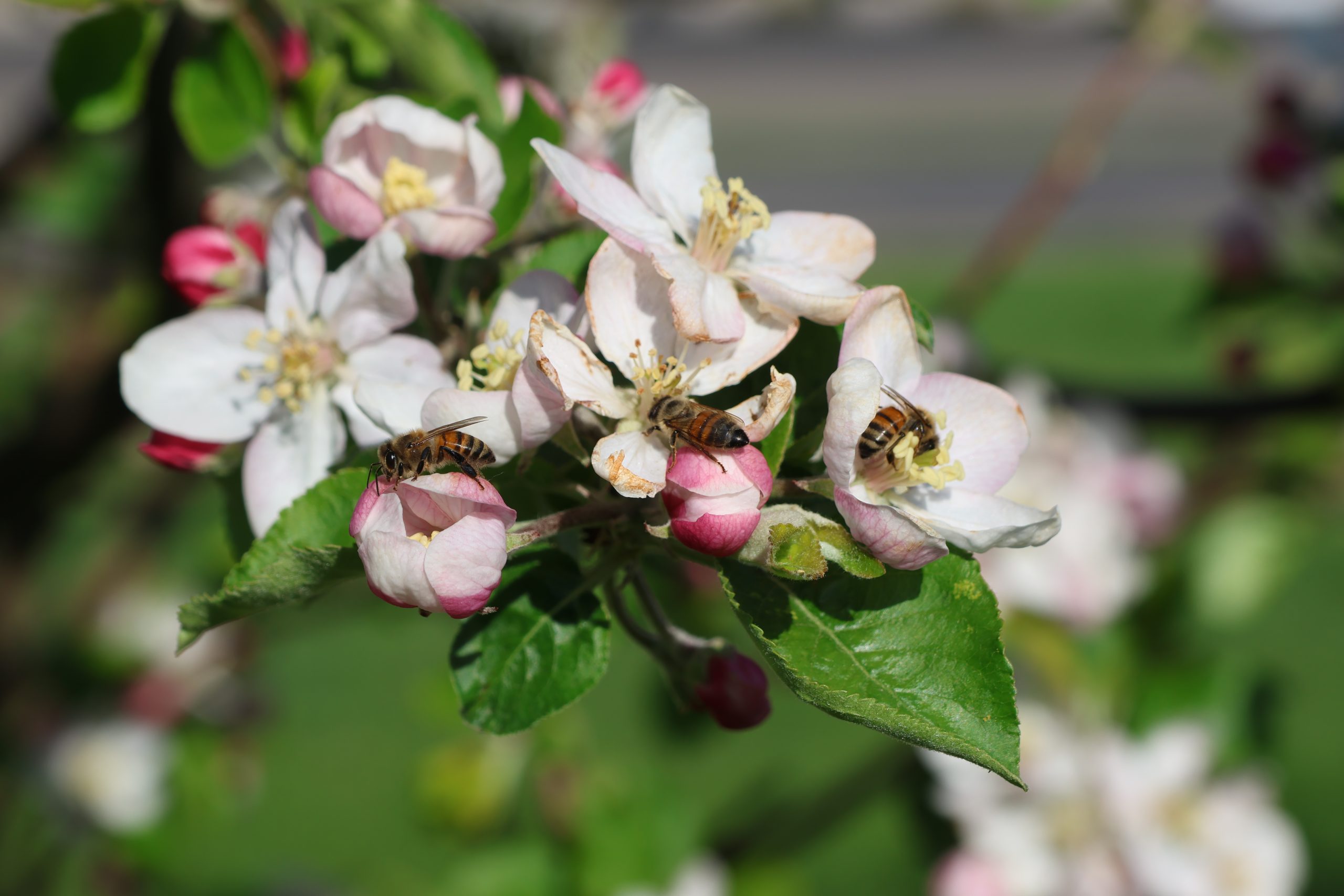 Store Hours and Info - Beeline Woodenware